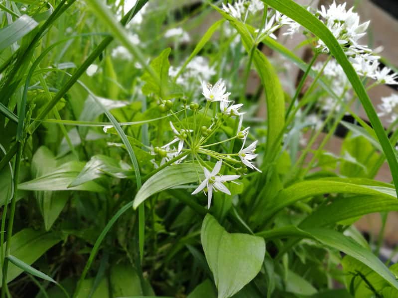 Allium ursinum : plantation, culture, entretien